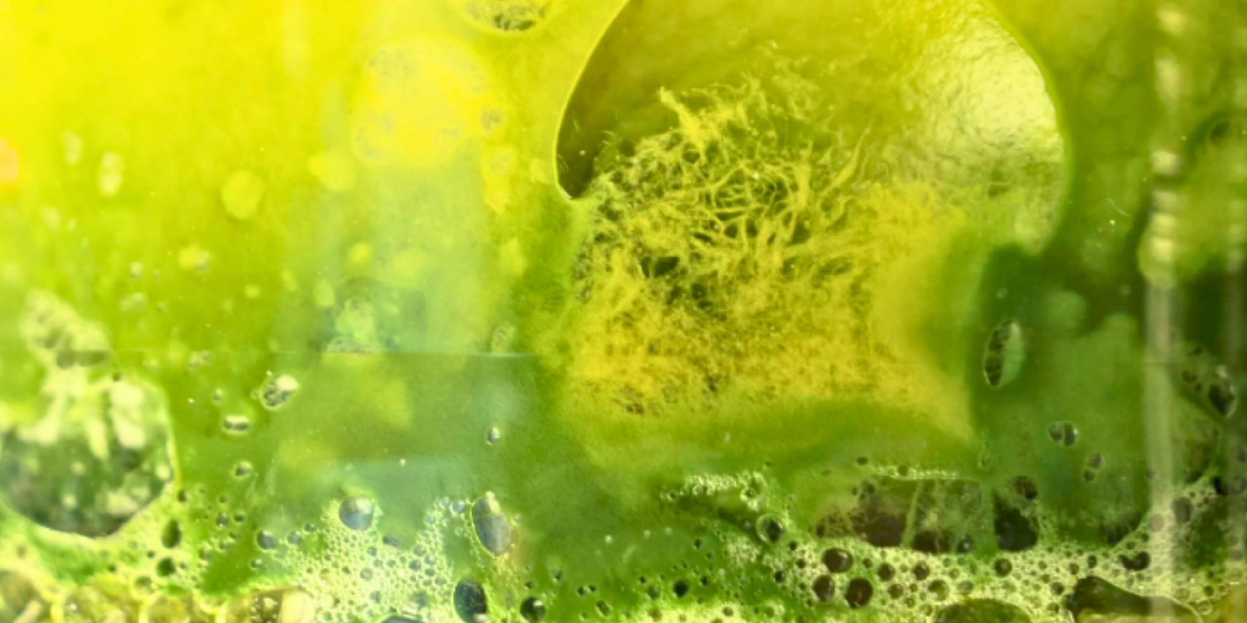 Microalgae: A Biotech Powerhouse | BioArk